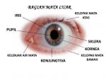 Bagian Bagian Mata dan Fungsinya - DosenBiologi.com