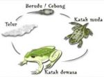 Daur Hidup Katak Lengkap dan Penjelasannya - DosenBiologi.com