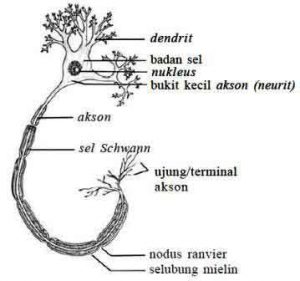 Akson : Struktur, Potensial Membran dan Transmisi Sinyal - DosenBiologi.com