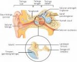 Bagian bagian Telinga dan Fungsinya - DosenBiologi.com