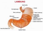 5 Fungsi Lambung Pada Manusia dan Bagian Bagiannya - DosenBiologi.com