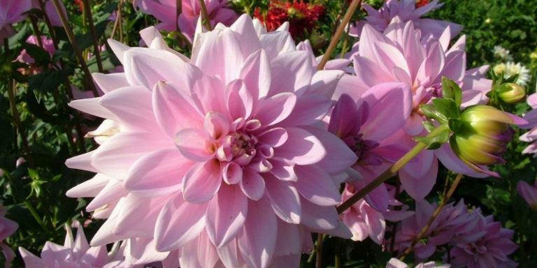 13 Bunga Paling Indah di Dunia beserta Gambarnya - DosenBiologi.com