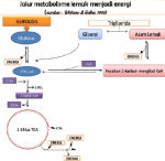 Metabolisme Lemak dalam Tubuh - DosenBiologi.com