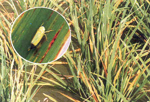 21 Hama dan Penyakit pada Tumbuhan dan Cara Mengatasinya - DosenBiologi.com