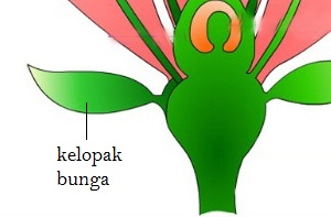 12 Ciri Ciri Bunga Sempurna dan Tidak Sempurna - DosenBiologi.com