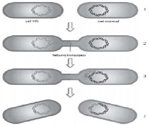 2 Reproduksi Bakteri : Tahapan, Cara dan Gambar Ilustrasi ...