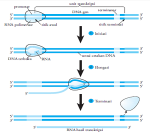 Sintesis Protein : Pengertian dan Prosesnya - DosenBiologi.com