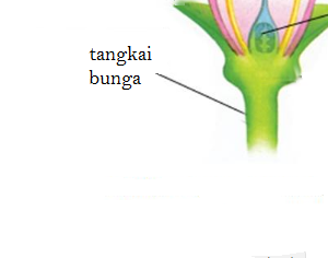 12 Ciri Ciri Bunga Sempurna dan Tidak Sempurna - DosenBiologi.com