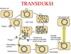2 Reproduksi Bakteri : Tahapan, Cara dan Gambar Ilustrasi ...