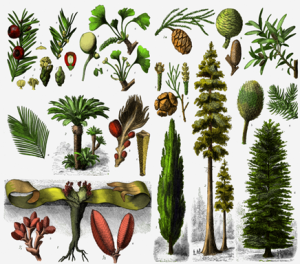 20 Ciri Ciri Tumbuhan Secara Umum dan Manfaat Tumbuhan - DosenBiologi.com