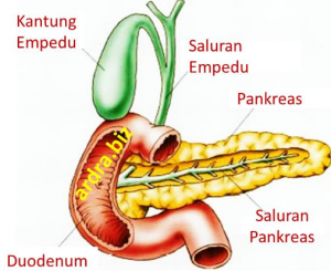 Sistem Hormon Pada Manusia dan Fungsinya - DosenBiologi.com