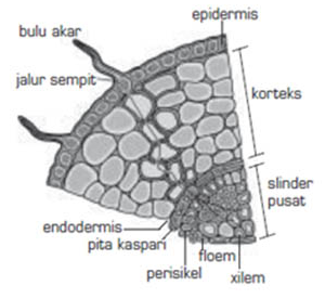 Struktur Dan Fungsi Jaringan Akar pada Tumbuhan Beserta Gambarnya ...