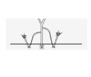 5 Cara Merunduk Tanaman dengan Mudah yang Benar - DosenBiologi.com