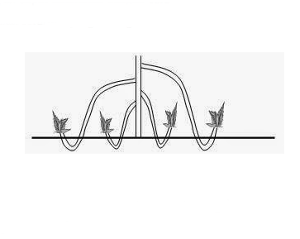 5 Cara Merunduk Tanaman dengan Mudah yang Benar - DosenBiologi.com