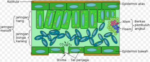 Struktur Dan Fungsi Jaringan Daun Terlengkap - DosenBiologi.com