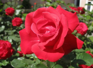 Struktur Anatomi Bunga dan Fungsinya - DosenBiologi.com