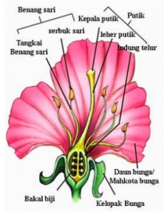 Struktur Anatomi Bunga dan Fungsinya - DosenBiologi.com